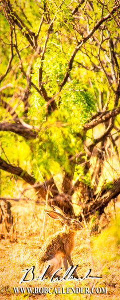 Jack Artist: Bob Callender